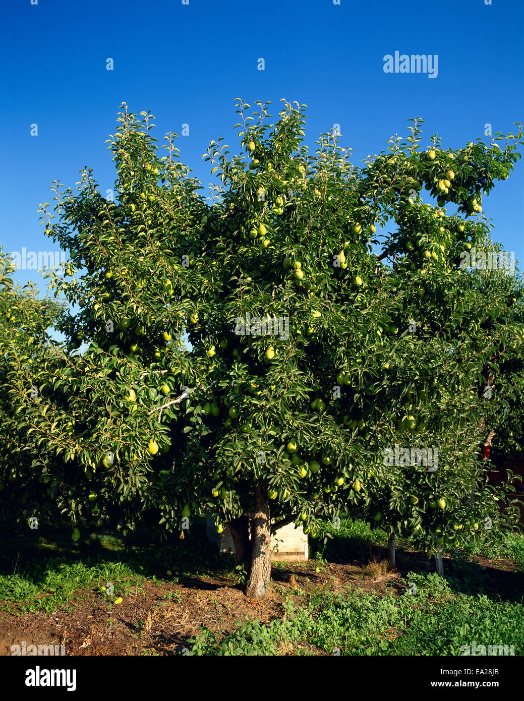 Agriculture - Bartlett pear tree, with pears ripe and ready for harvest ...