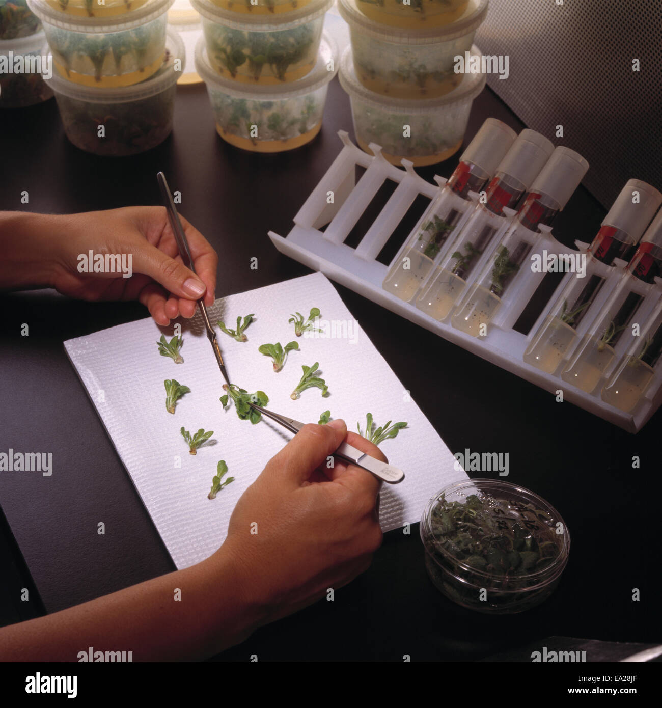 Agriculture - Agricultural laboratory, researcher dissecting test plant ...