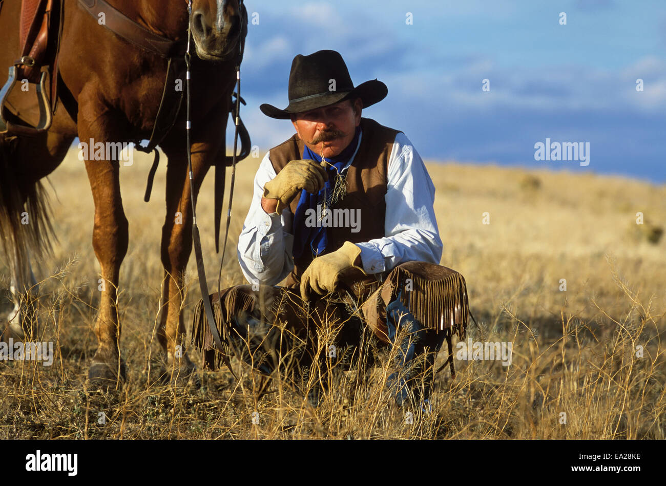 Agriculture - A cowboy with a straw in his mouth squats in front of his ...