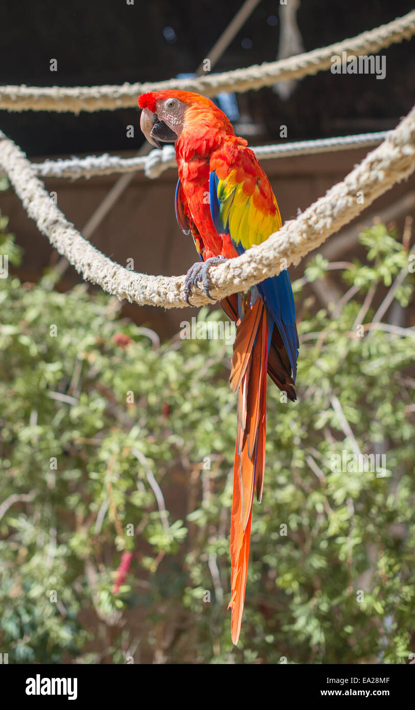 Parrot sitting on branch in national park Stock Photo - Alamy