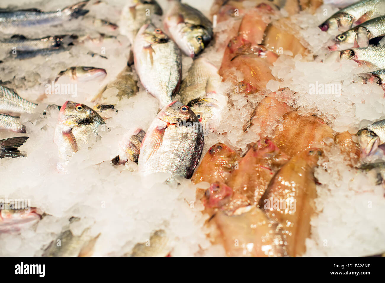 All kinds of frozen fish on the market Stock Photo - Alamy