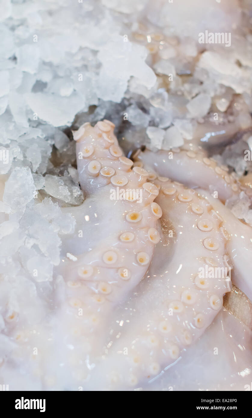 Frozen raw octopus in fish market Stock Photo - Alamy