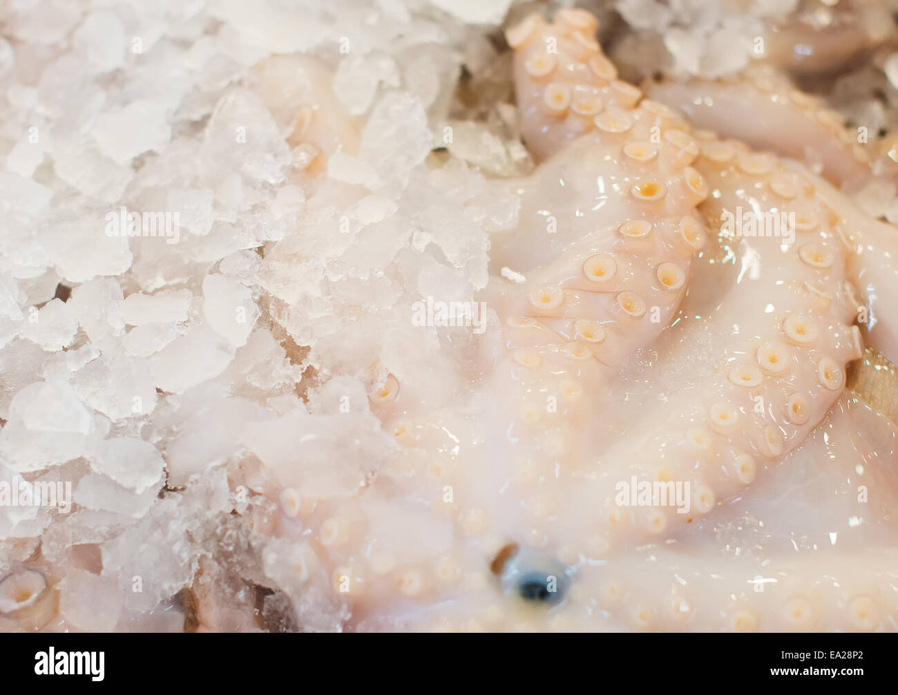 Frozen raw octopus in fish market Stock Photo - Alamy