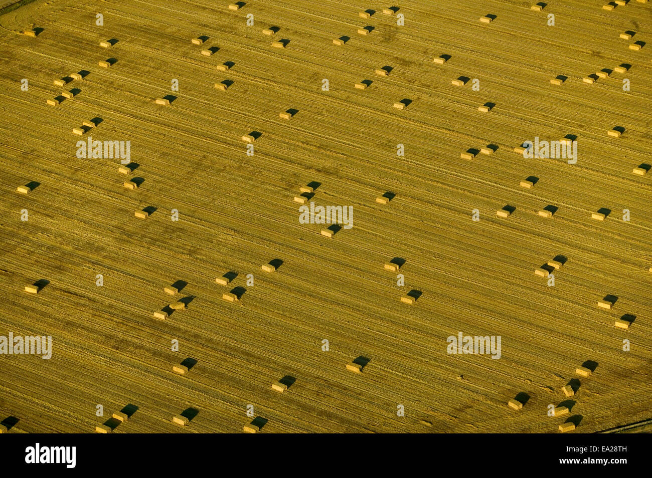 Agriculture - Aerial view of a hay field with rows of large half ton ...