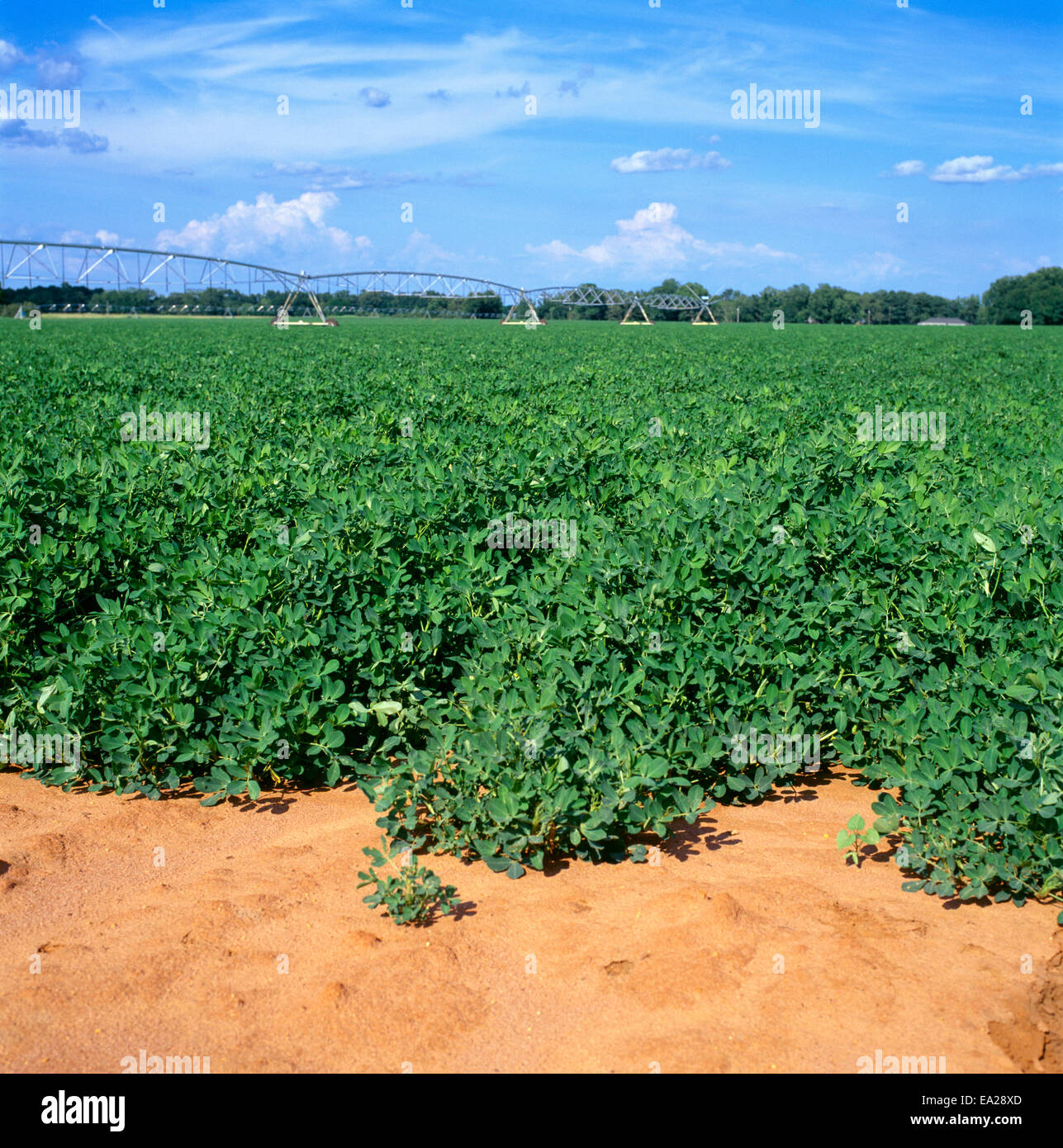 Field of mid growth "Florunner" peanut plants with a center pivot ...