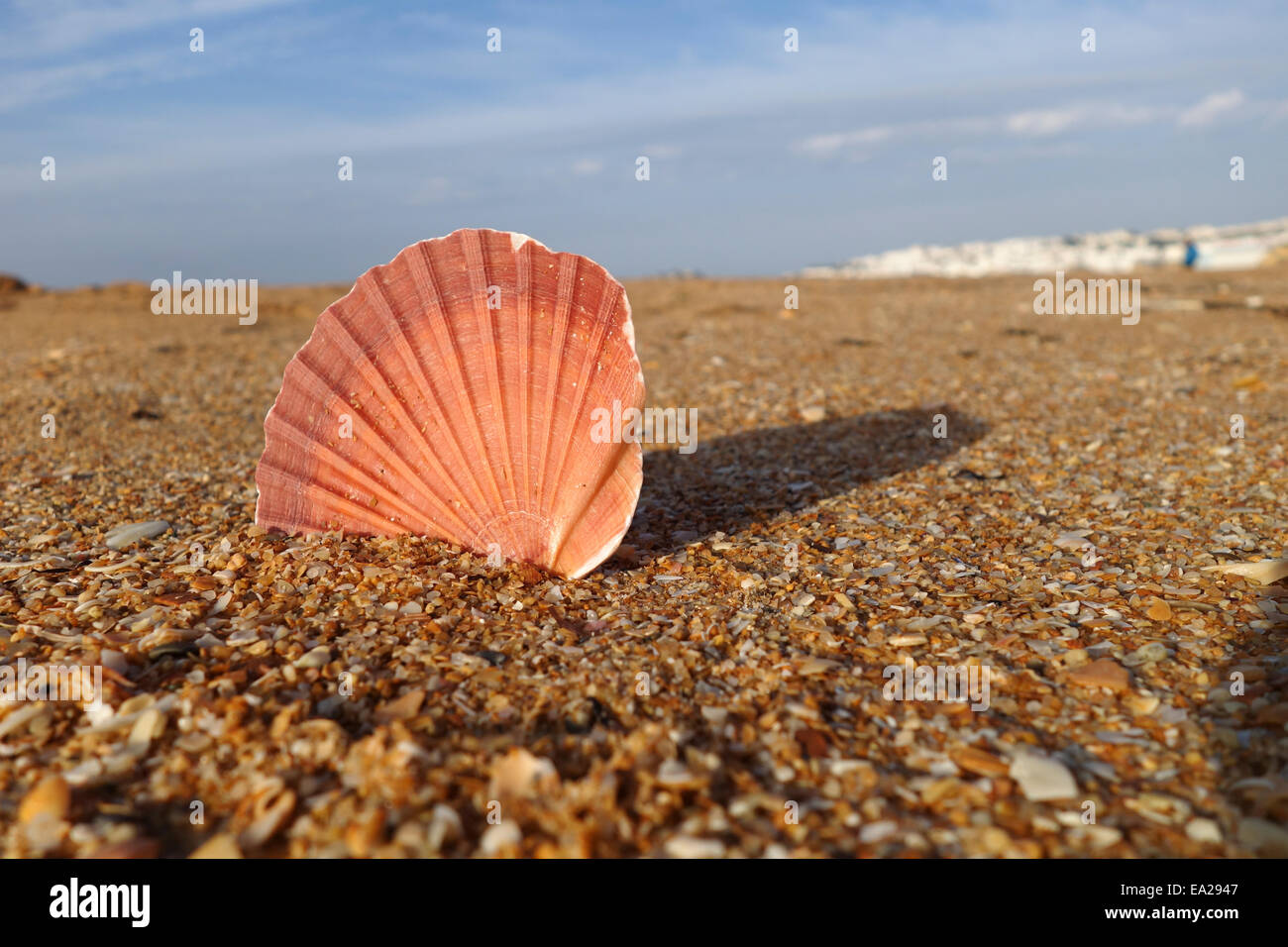 Close up of Scallop shell on beach with village in background sunset ...