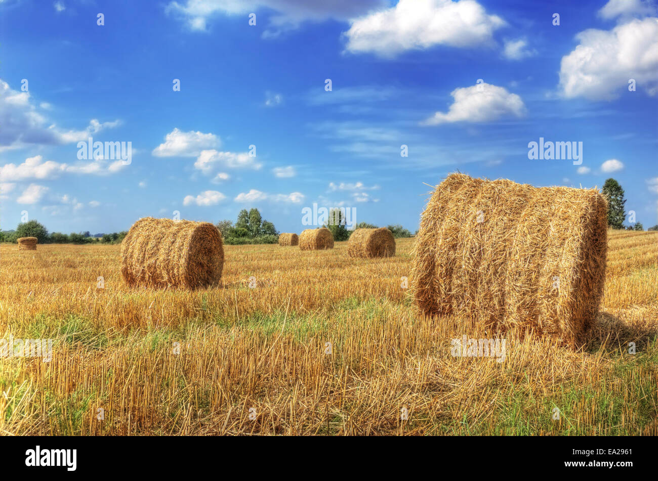 Field and sky. Sheaves in the field Stock Photo - Alamy