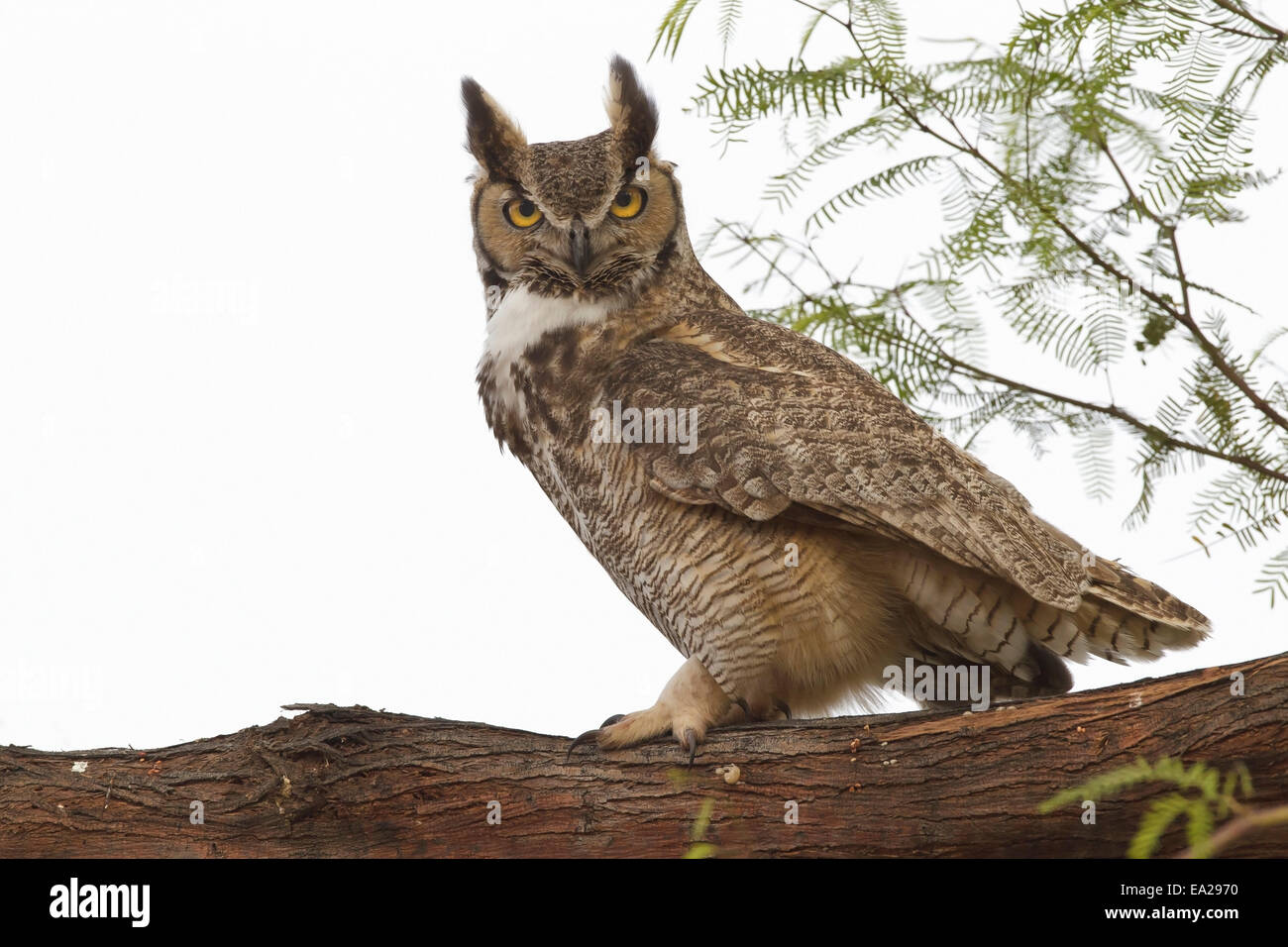 Great Horned Owl - Bubo virginianus Stock Photo - Alamy