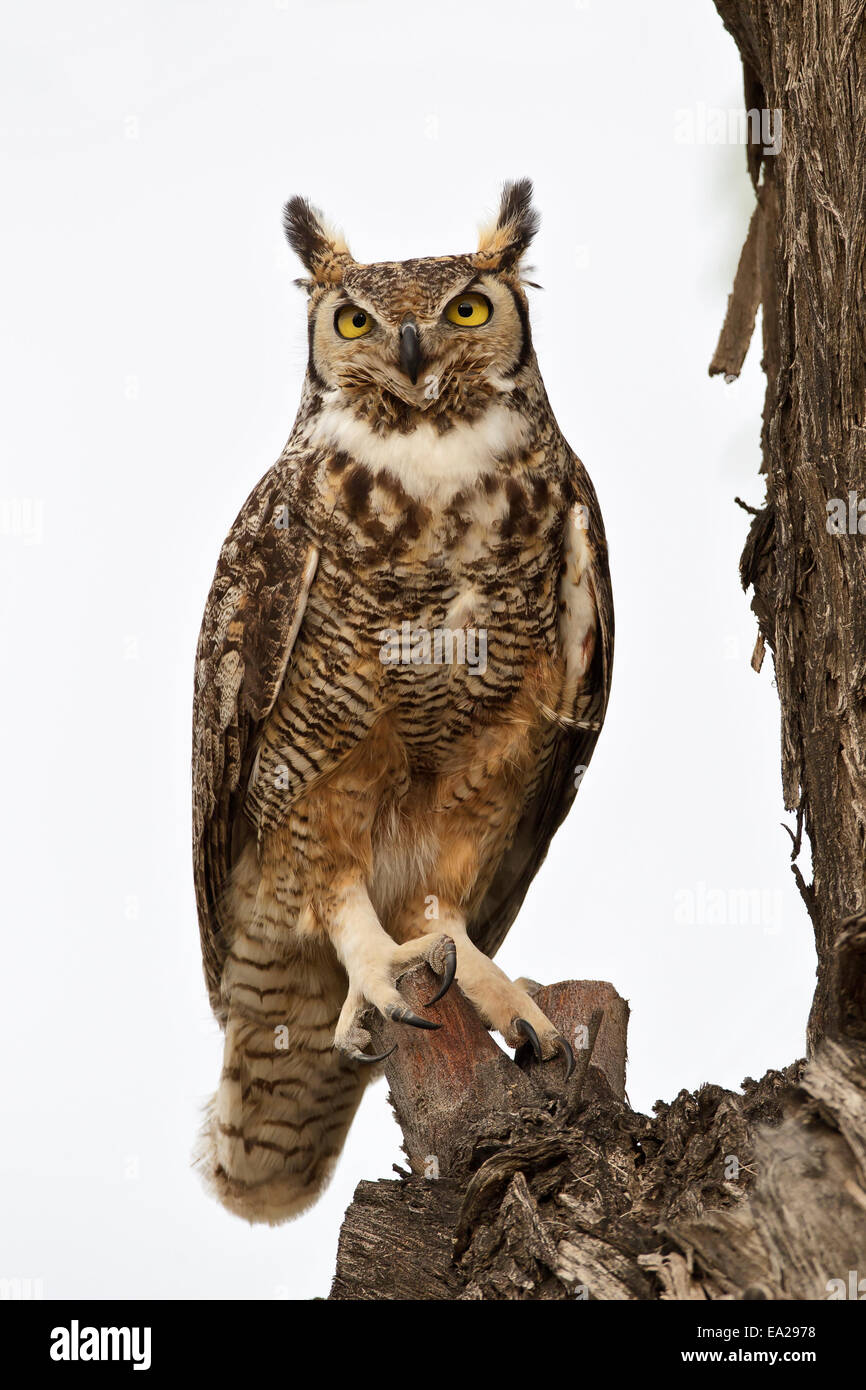 Great Horned Owl - Bubo virginianus Stock Photo - Alamy