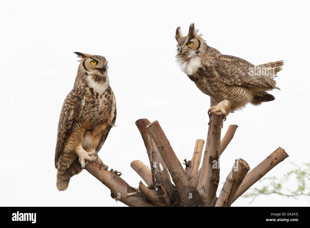 Great Horned Owl - Bubo virginianus Stock Photo - Alamy