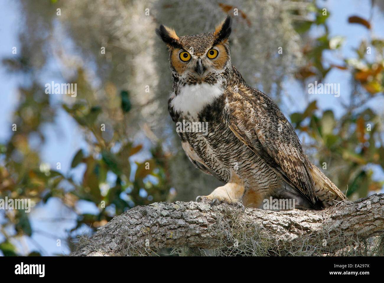 Great Horned Owl - Bubo virginianus Stock Photo - Alamy