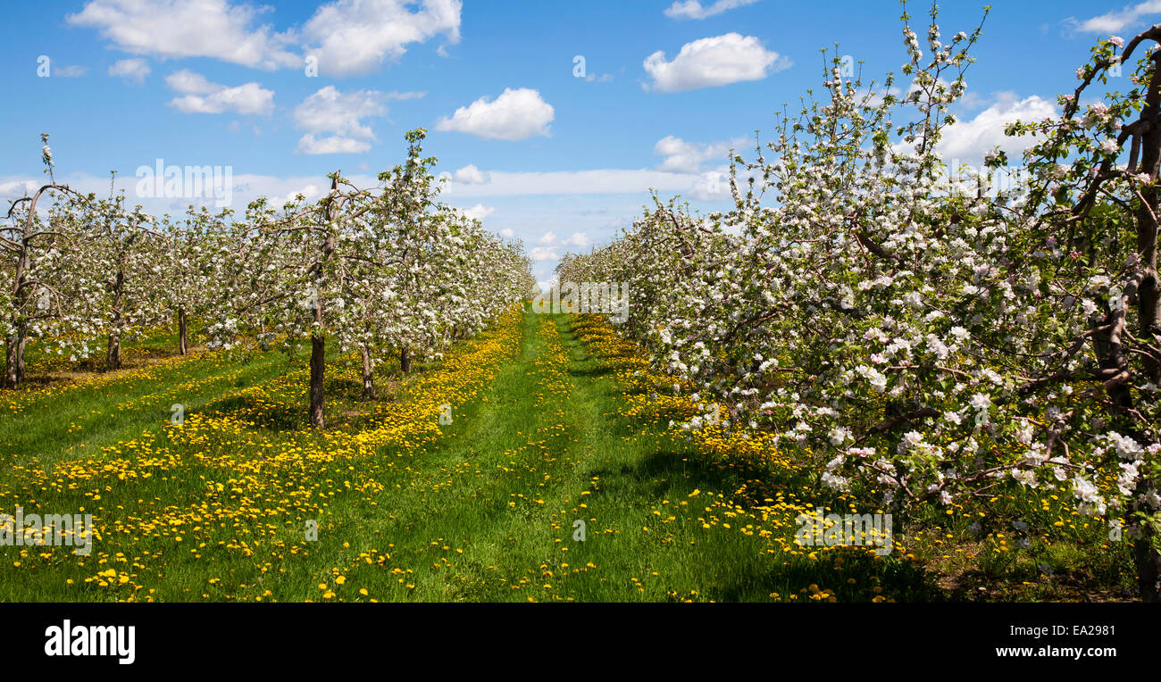 Apple orchard in bloom; Farnham, Quebec, Canada Stock Photo - Alamy