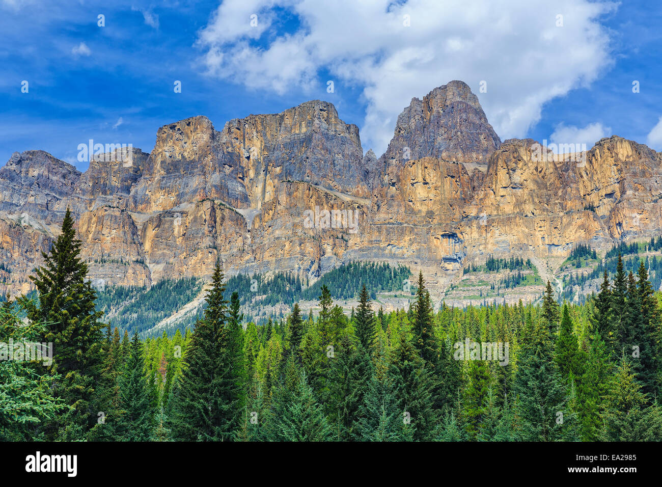 Castle Mountain and coniferous trees, Banff National Park; Alberta ...