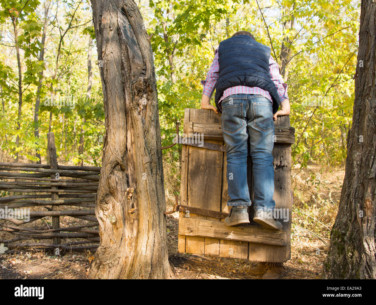 Little boy playing on an old rustic wooden gate between two tree trunks ...