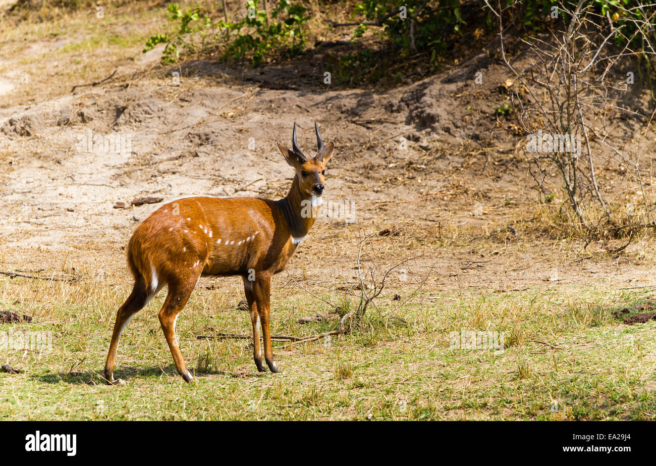 A Bushbuck in Queen Elizabeth National Park, Uganda Stock Photo - Alamy