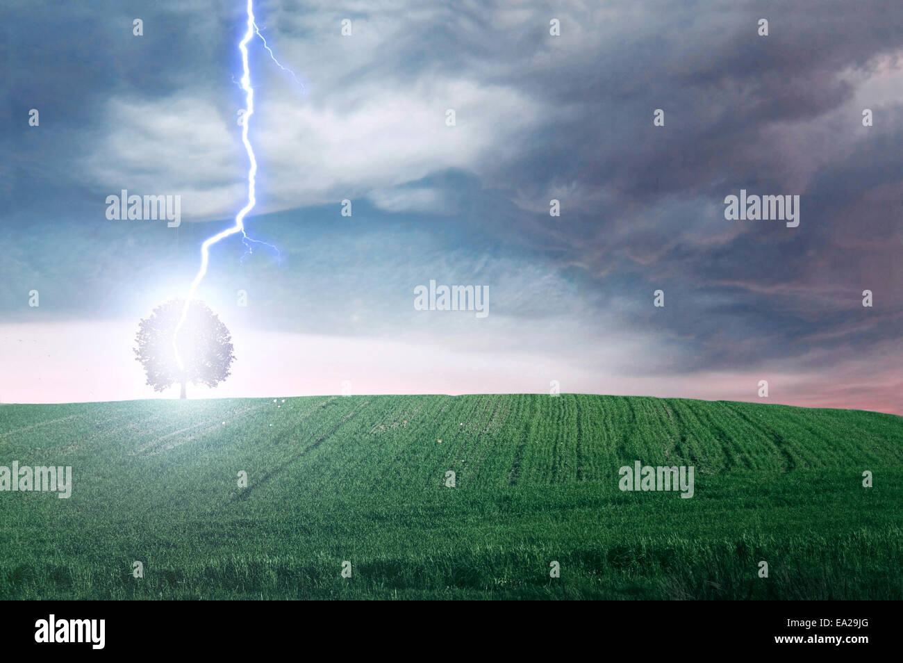 Lightning hit tree hi-res stock photography and images - Alamy
