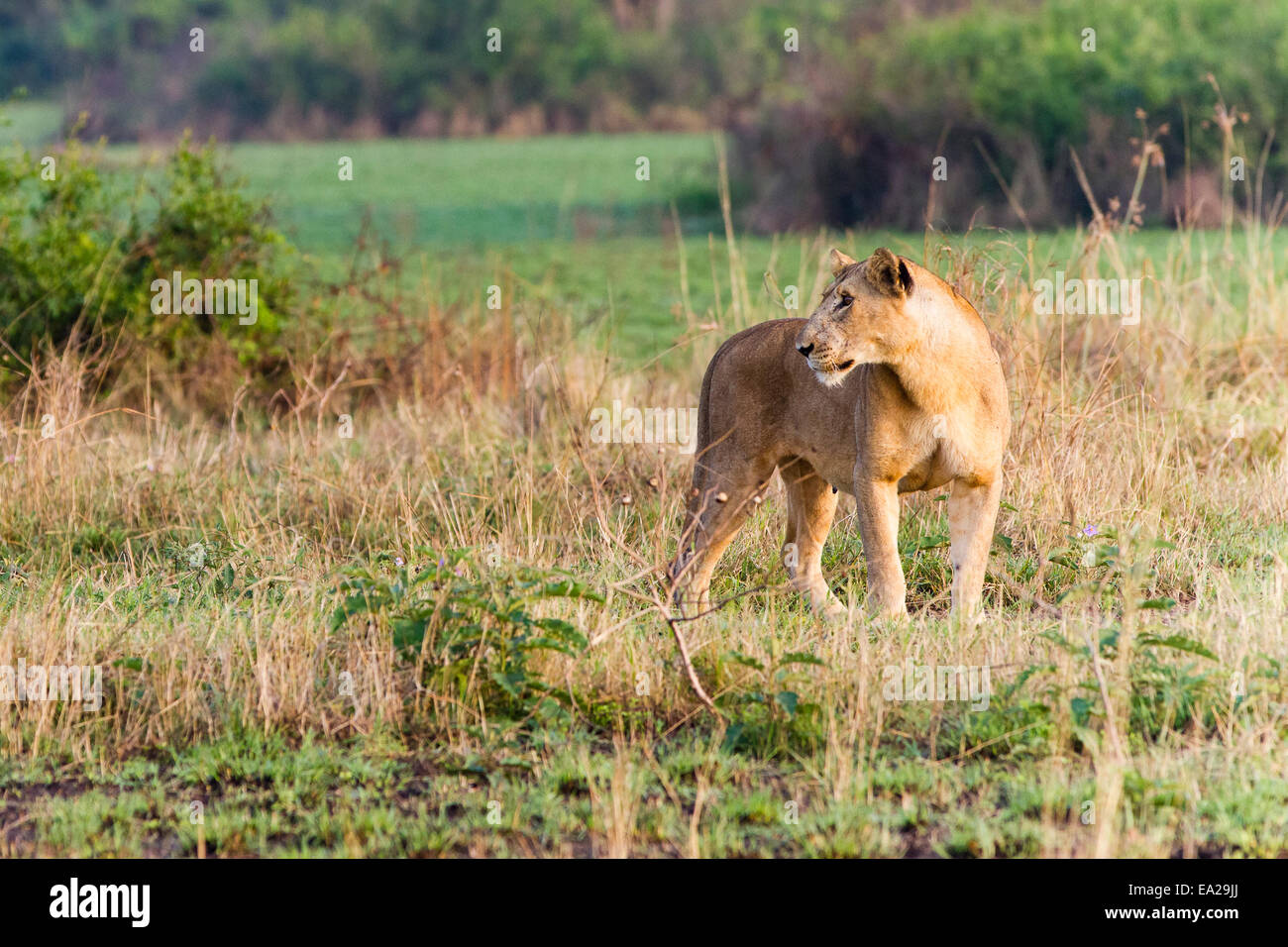 A lioness on the hunt in Queen Elizabeth National Park, Uganda Stock ...