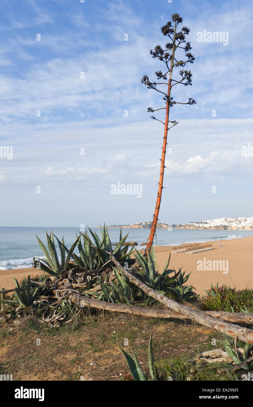 American aloe hi-res stock photography and images - Alamy