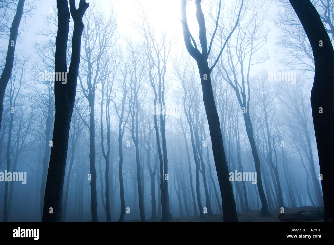 Nature. Fog in dark forest Stock Photo - Alamy