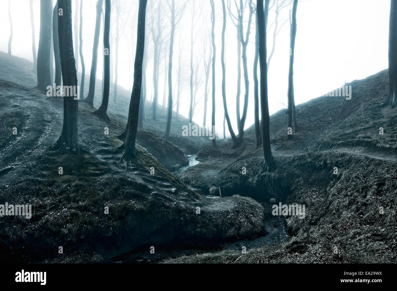 Nature. Fog in dark forest Stock Photo - Alamy