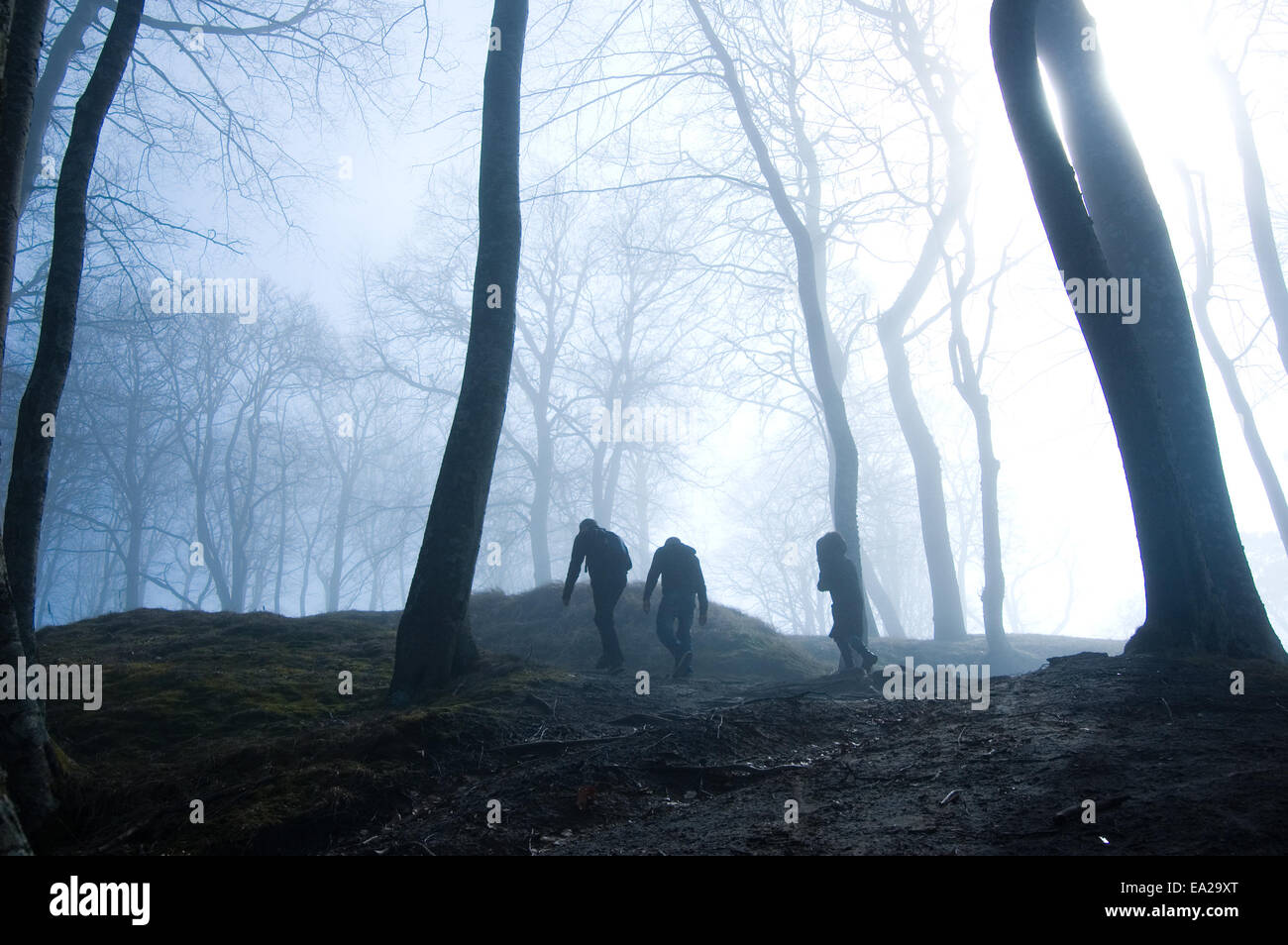 Nature. People in foggy dark forest Stock Photo - Alamy