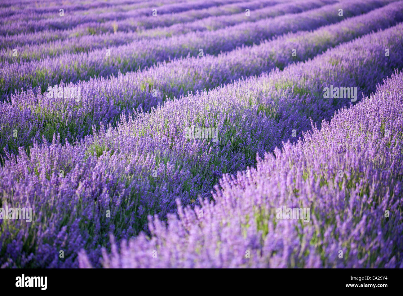 Lavender rows garden hi-res stock photography and images - Alamy