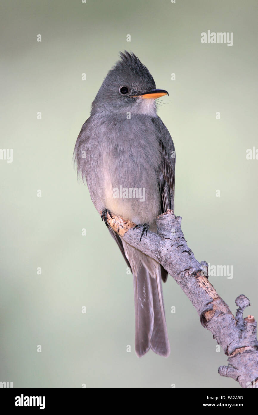 Contopus hi-res stock photography and images - Alamy