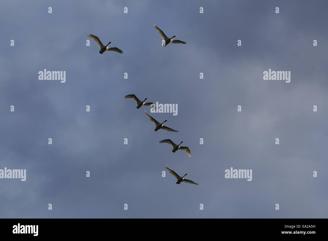 Trumpeter Swans arrive at Marsh Lake during Spring migration, Yukon ...