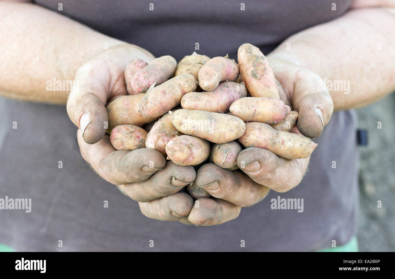 Bamberg potatoes hi-res stock photography and images - Alamy