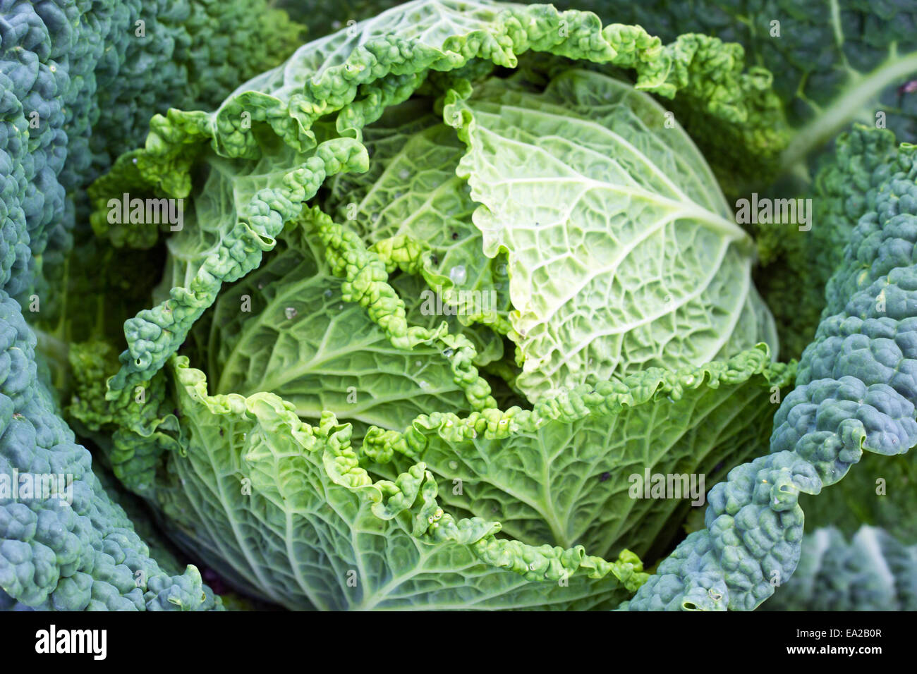 a fresh, green savoy cabbage Stock Photo - Alamy