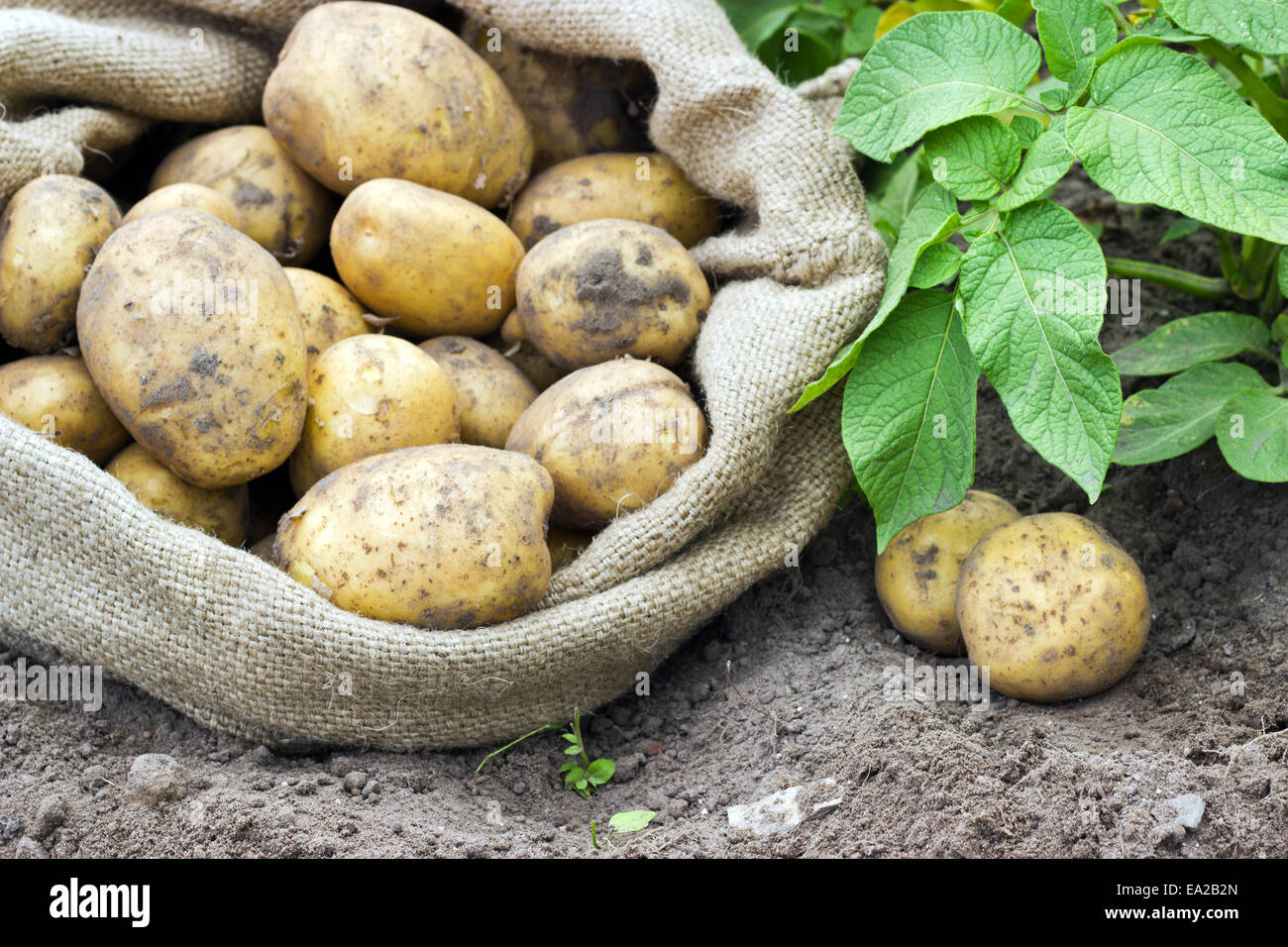 Bag with fresh, yellow potatoes Stock Photo - Alamy