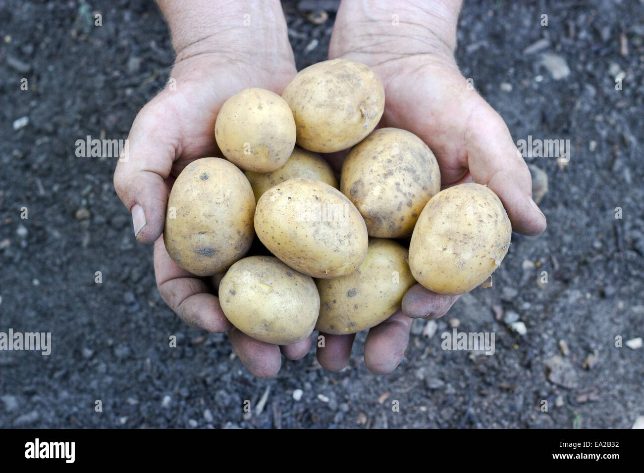 Hands with fresh, yellow potatoes Stock Photo - Alamy