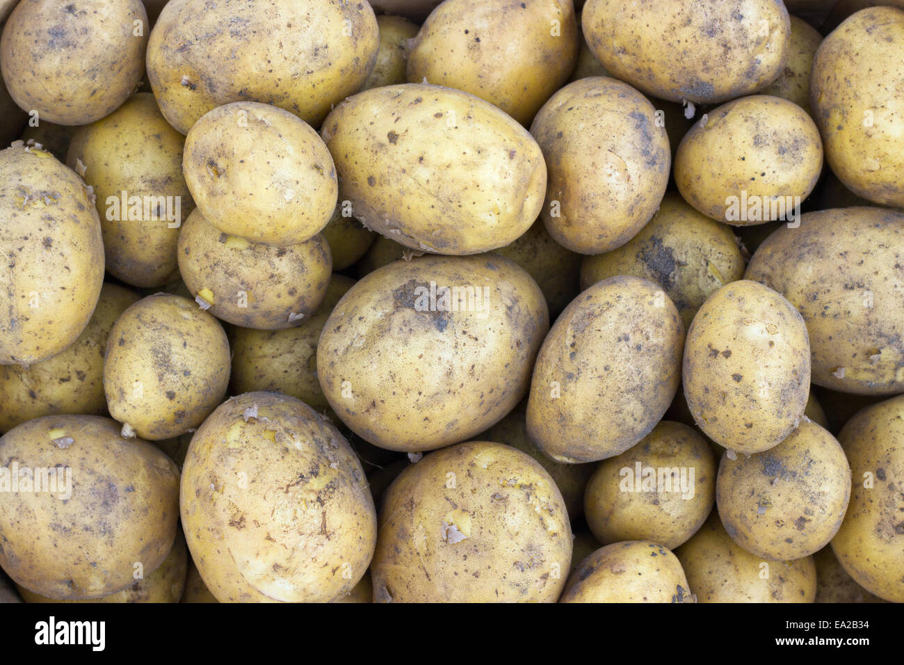 Potato varieties hi-res stock photography and images - Alamy