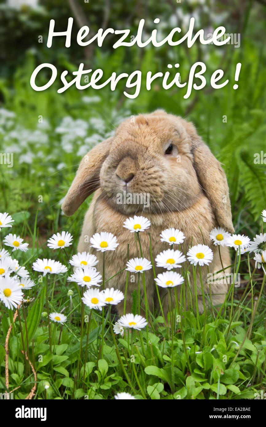 German easter bunny hi-res stock photography and images - Alamy
