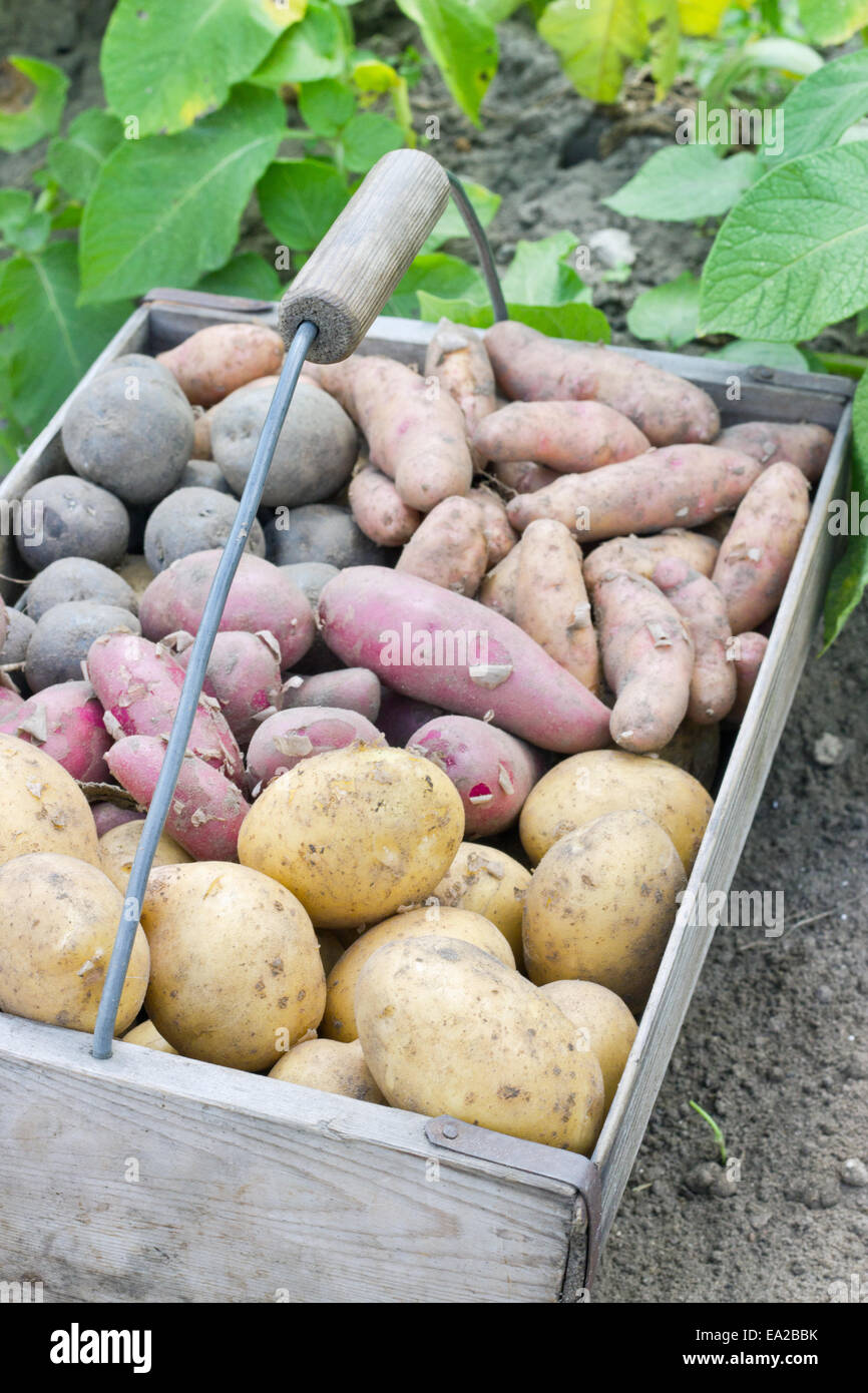 Different potato varieties hi-res stock photography and images - Alamy