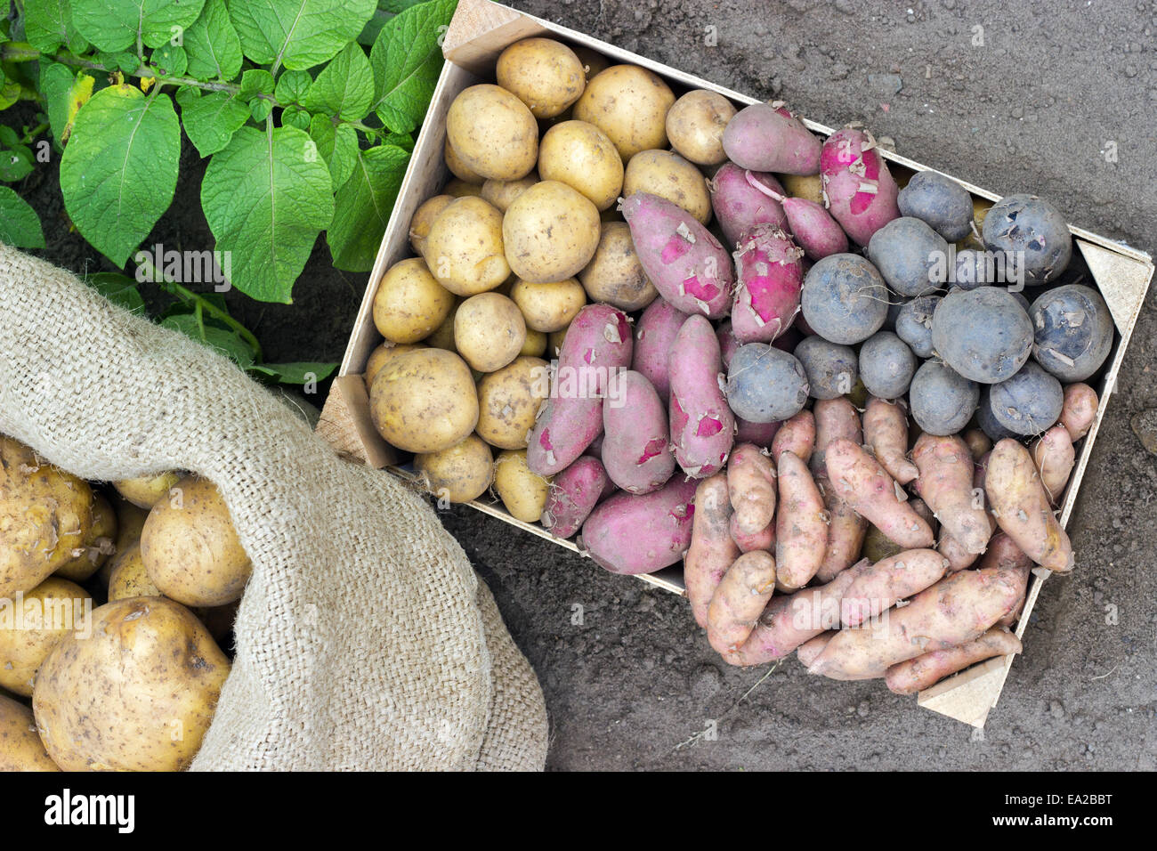 Potato harvest hi-res stock photography and images - Alamy