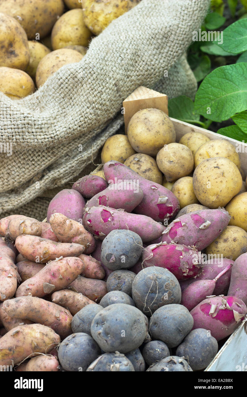 Potato varieties hi-res stock photography and images - Alamy