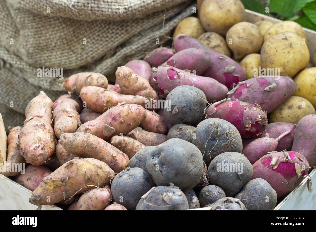 Potato varieties hi-res stock photography and images - Alamy