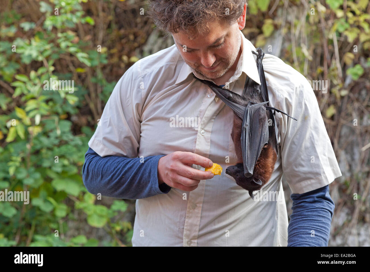 man with a flying fox hanging off his neck at the bat centre "Noctalis ...