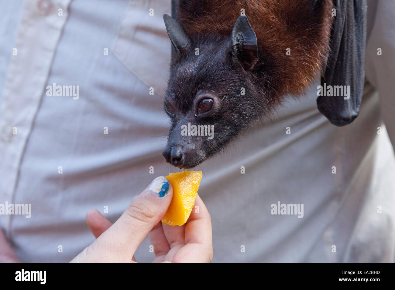 Fruit bat feeding hi-res stock photography and images - Alamy