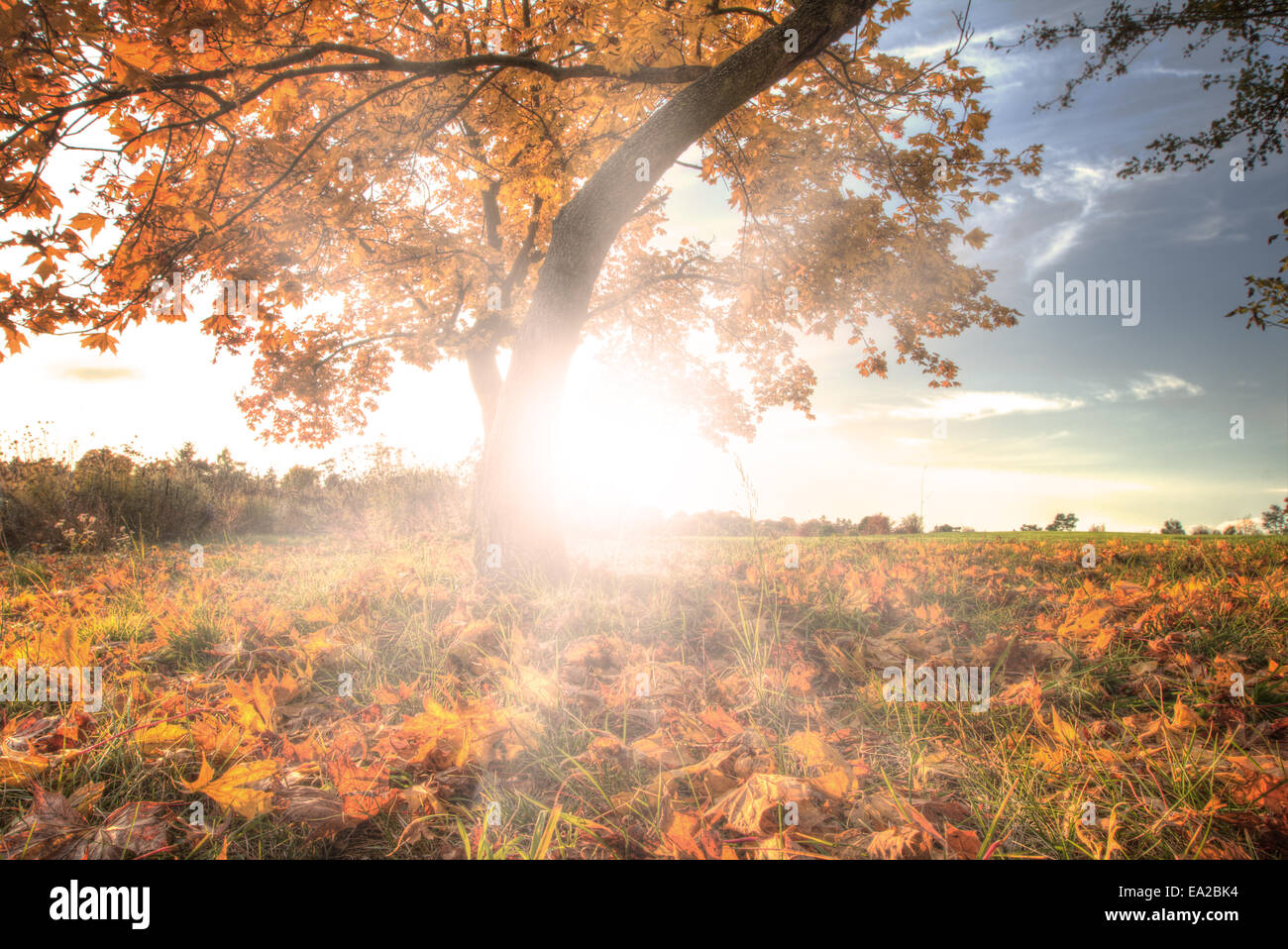 Detail of tree with sunrise behind Stock Photo - Alamy