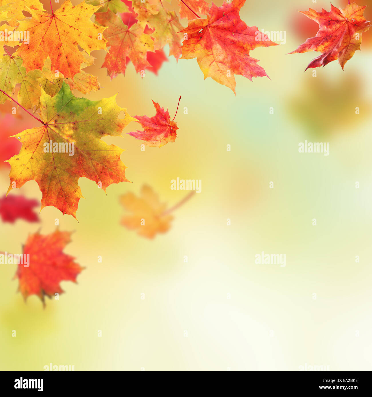 Colored autumn leaves falling down on blur background Stock Photo - Alamy