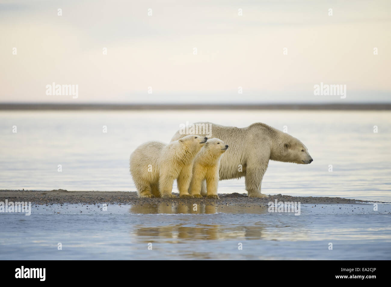 Polar bear family ice water hi-res stock photography and images - Alamy