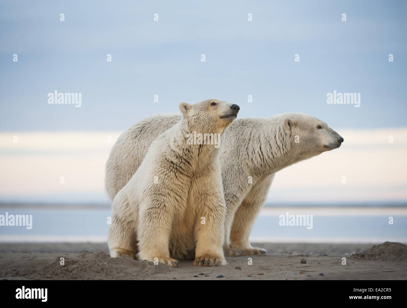 Polar bear family ice water hi-res stock photography and images - Alamy