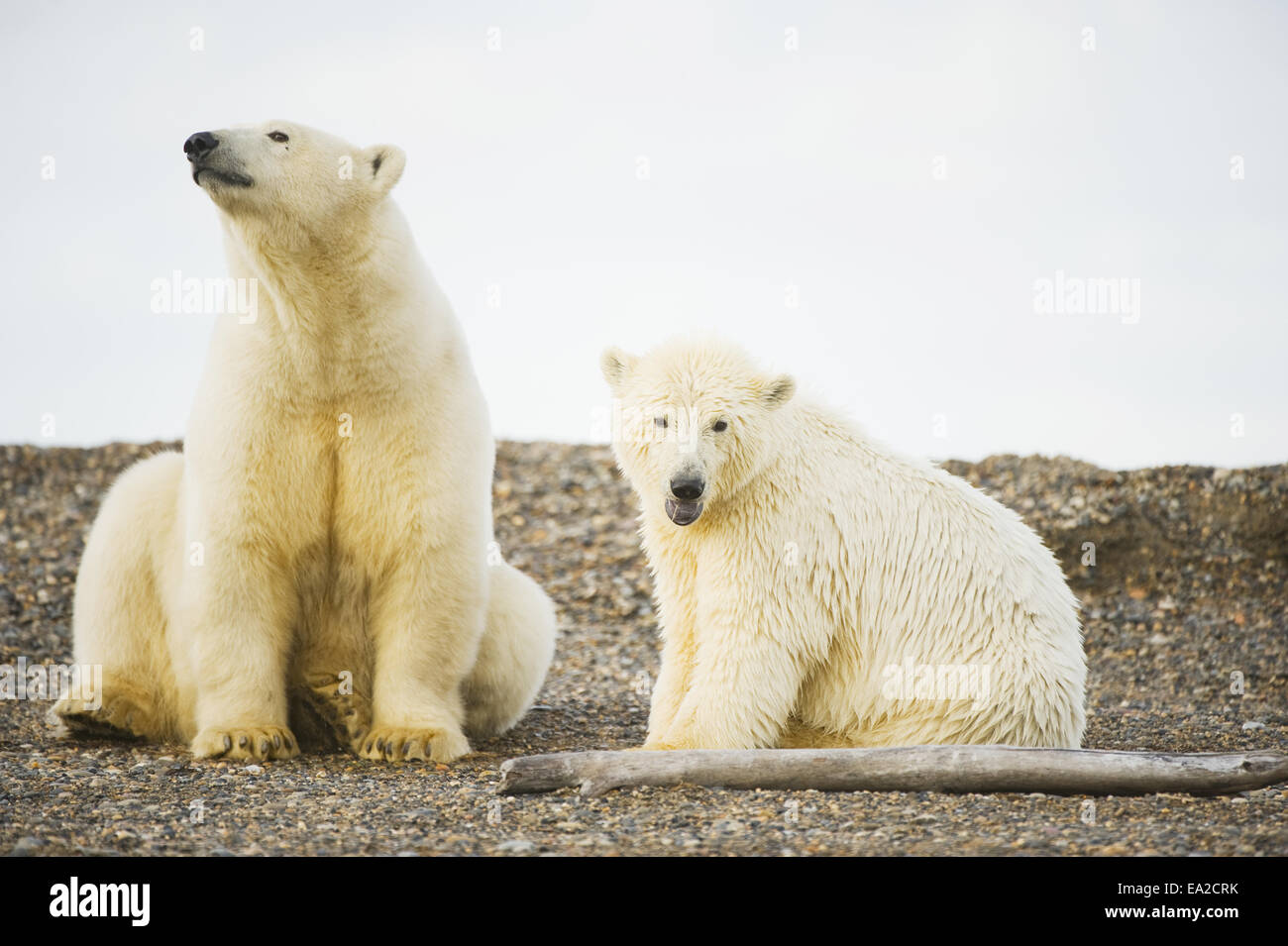 Polar bear family ice water hi-res stock photography and images - Alamy