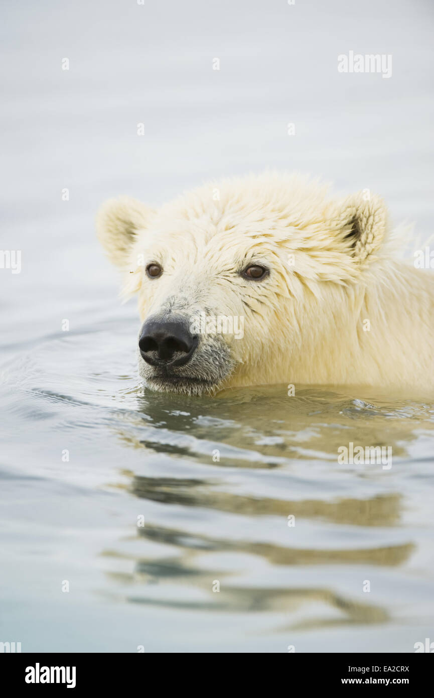 Arctic ocean ice water day portrait hi-res stock photography and images ...