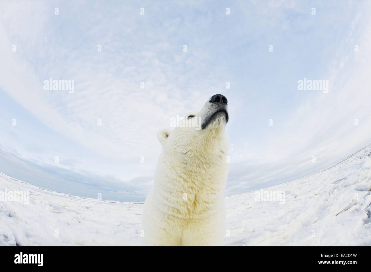 Ice pack head animal hi-res stock photography and images - Alamy