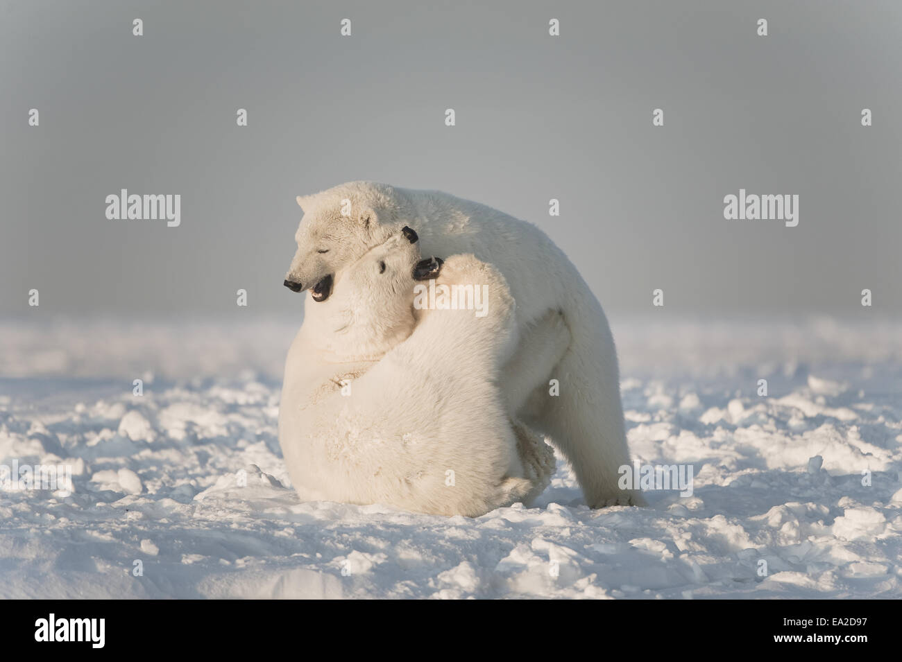 Animal wrestle nobody hi-res stock photography and images - Alamy