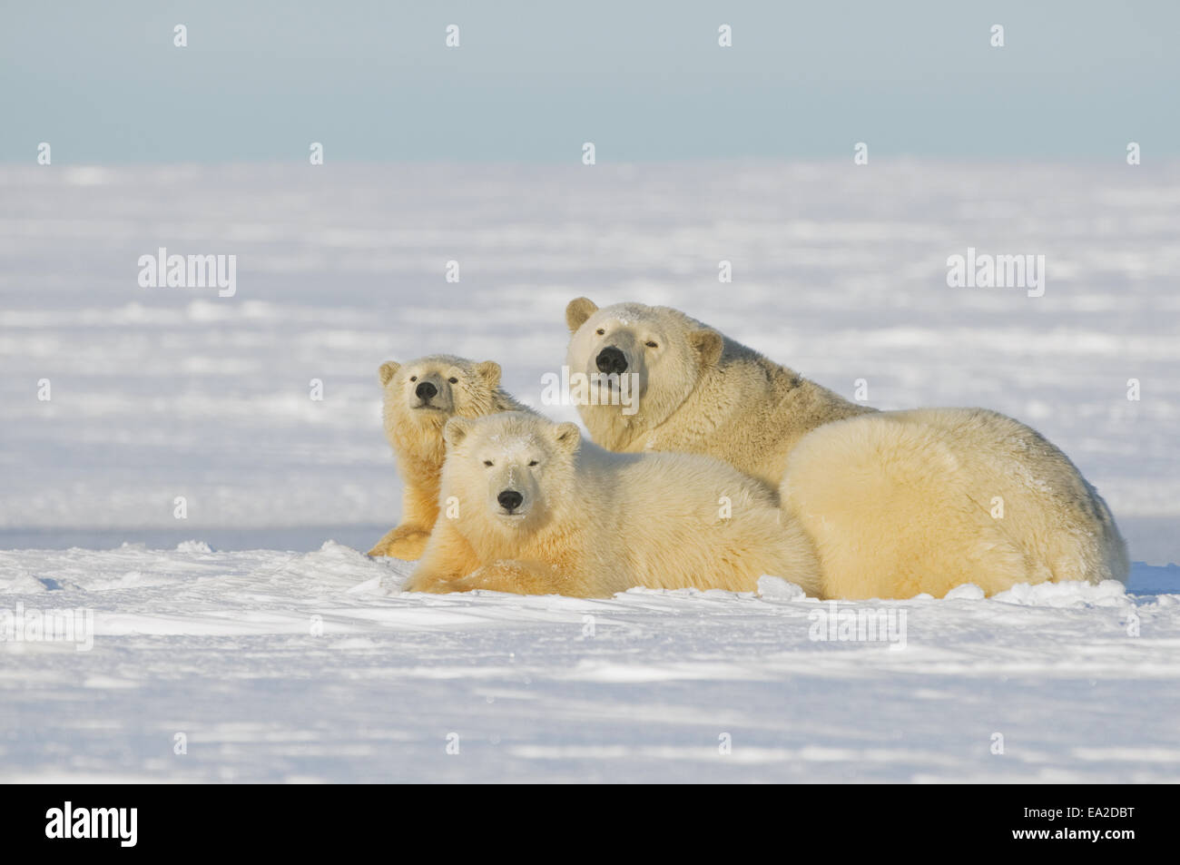 Cub endangered wildlife hi-res stock photography and images - Alamy