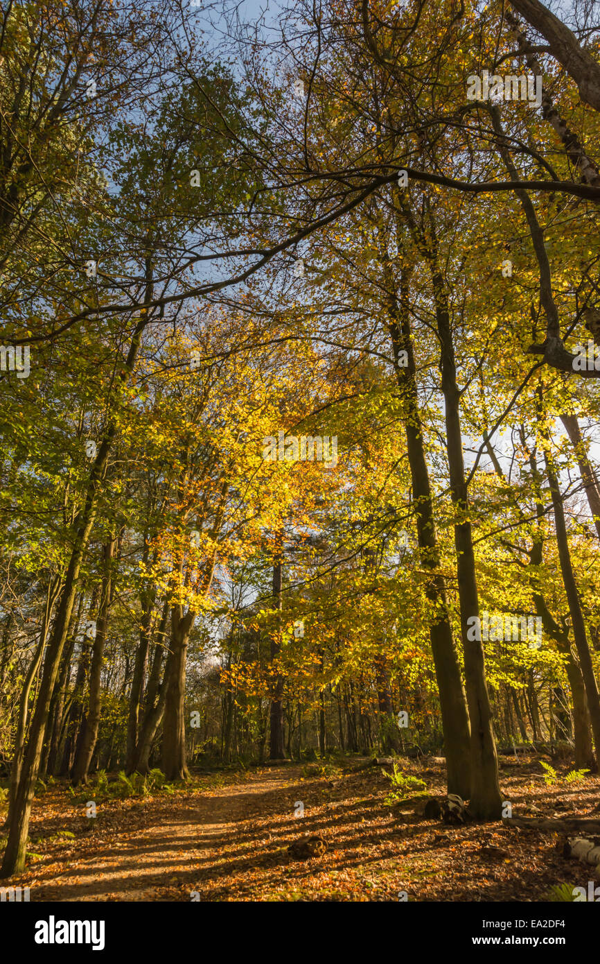 Sunlight Autumn woodland trees at Adel Dam Nature Reserve Stock Photo ...